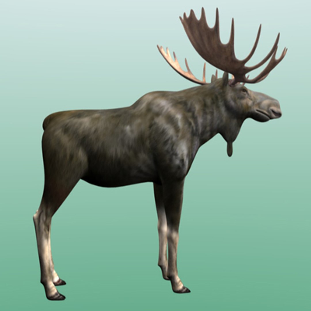 3d model of moose