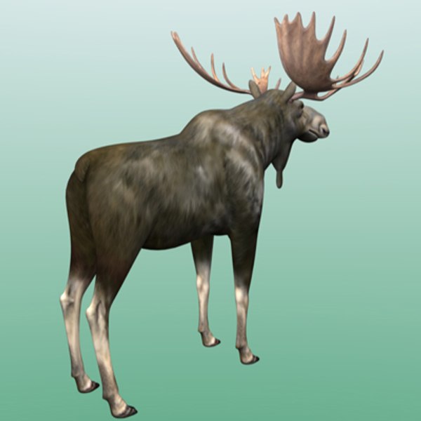 3d model of moose
