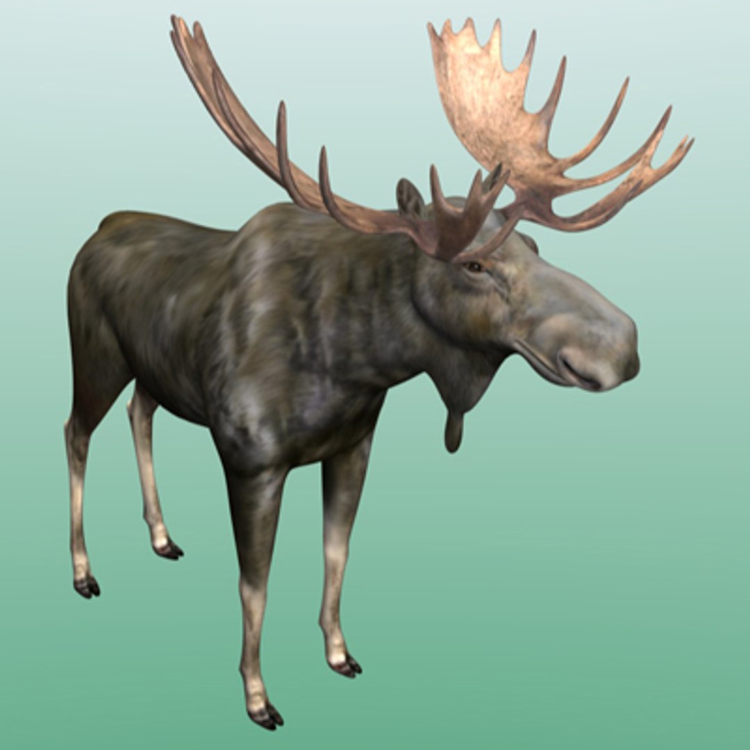 3d model of moose