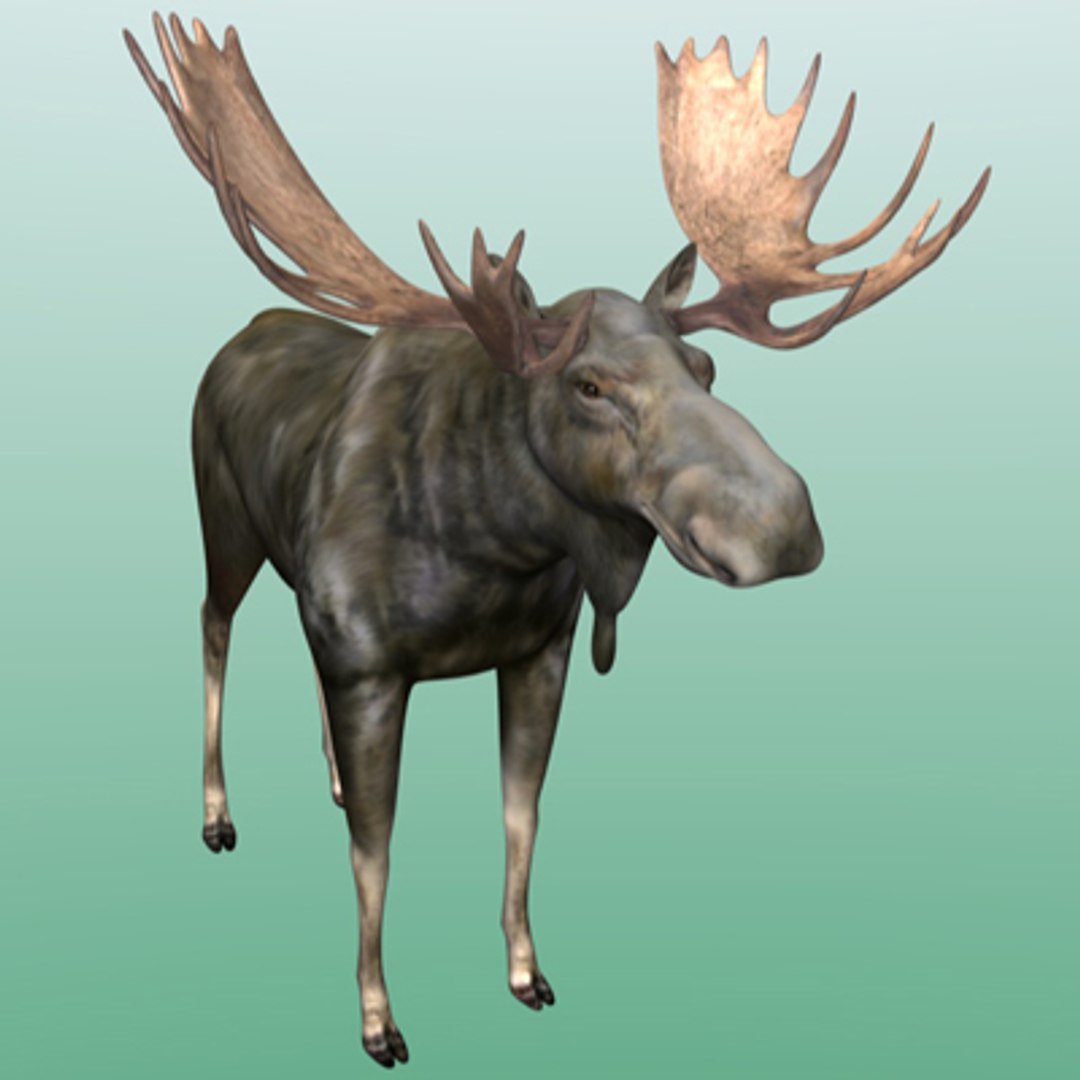 3d model of moose