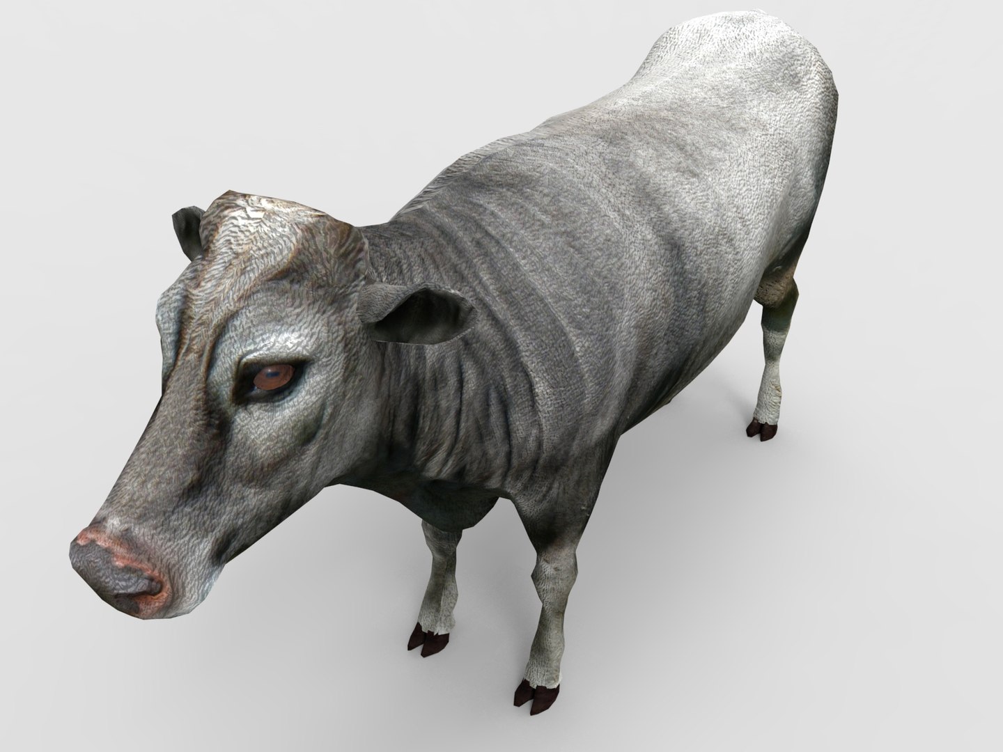 3D Cow Cattle - TurboSquid 1199559