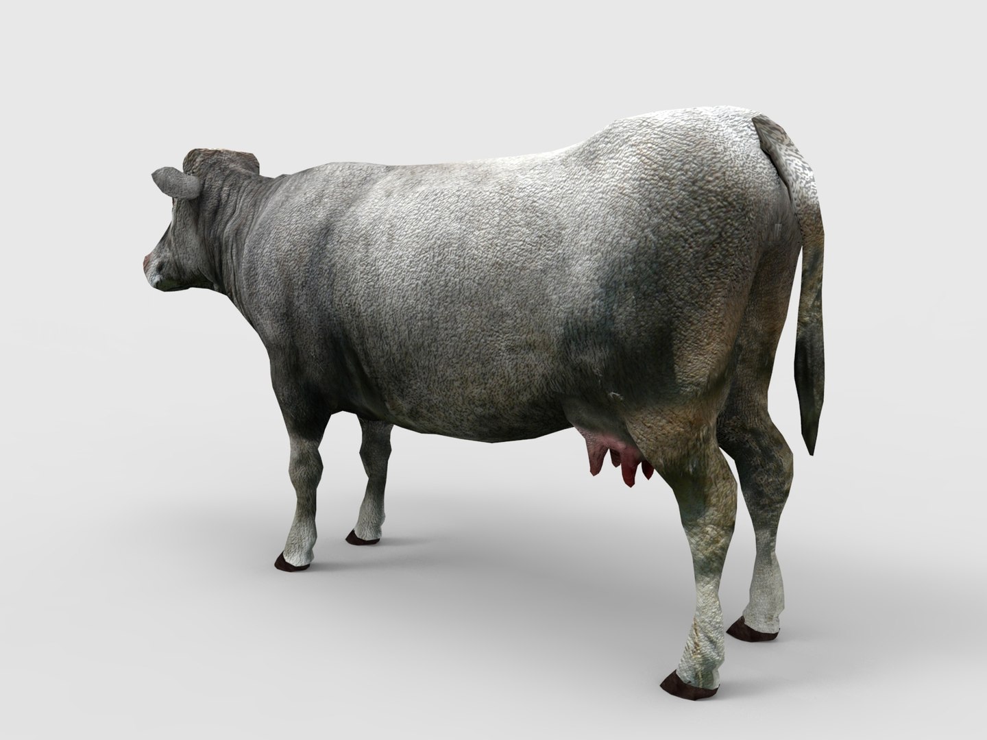 3D Cow Cattle - TurboSquid 1199559