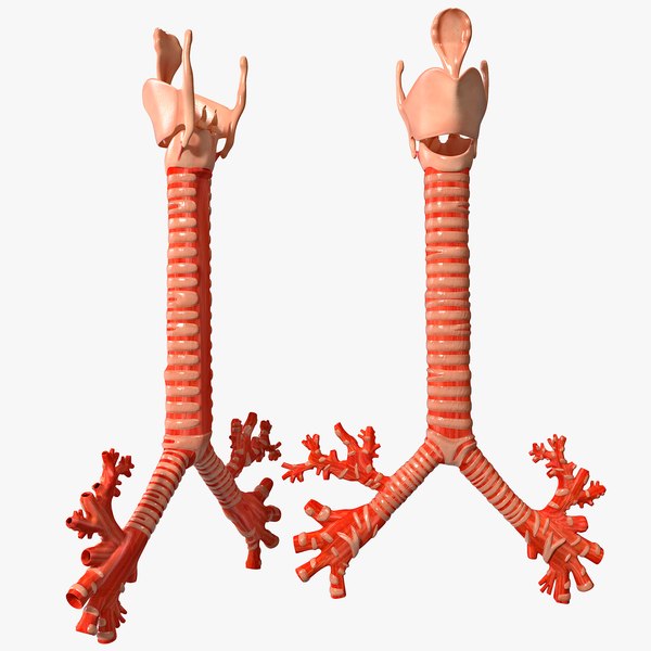 Trachea 3D Models for Download | TurboSquid