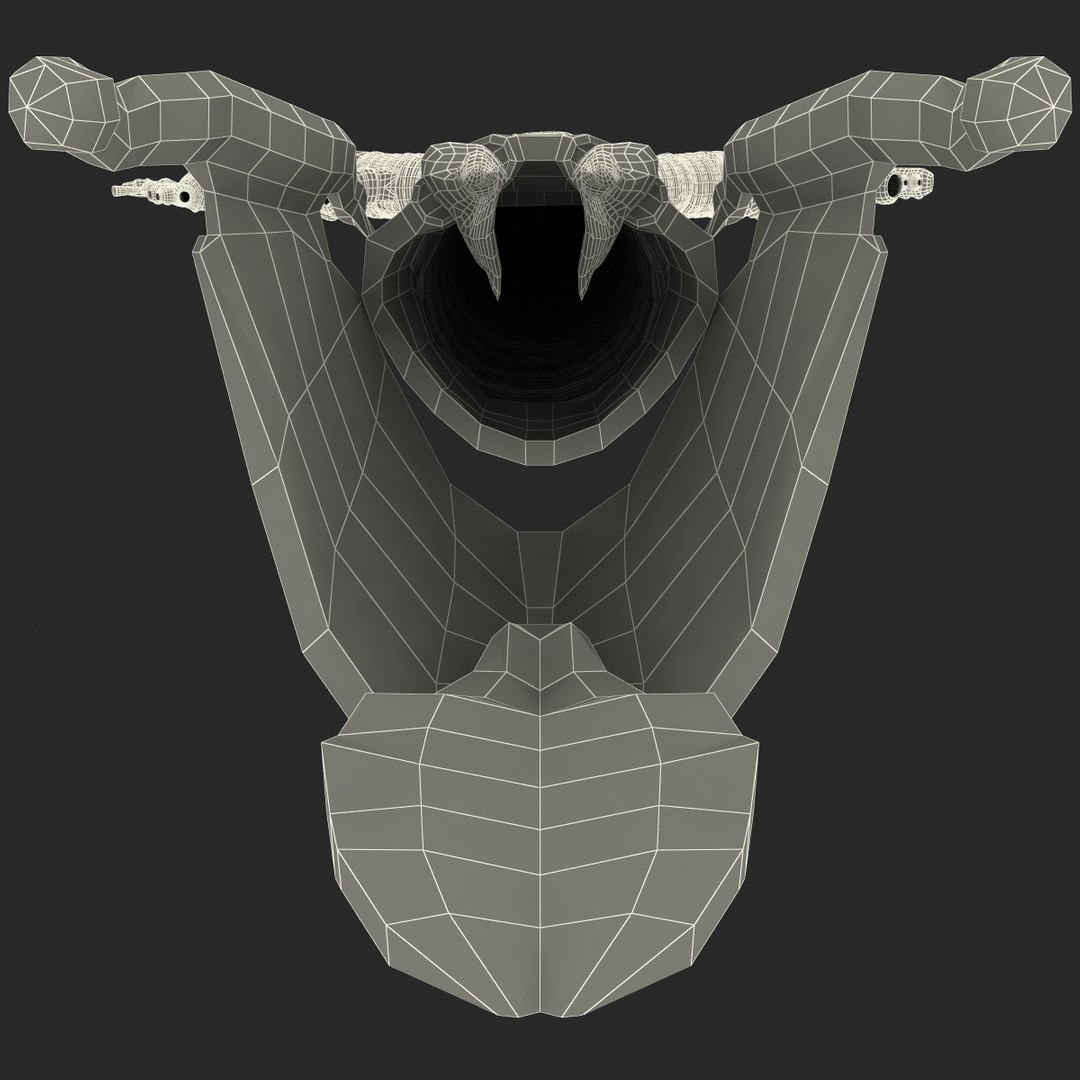Trachea Bronchi 3ds