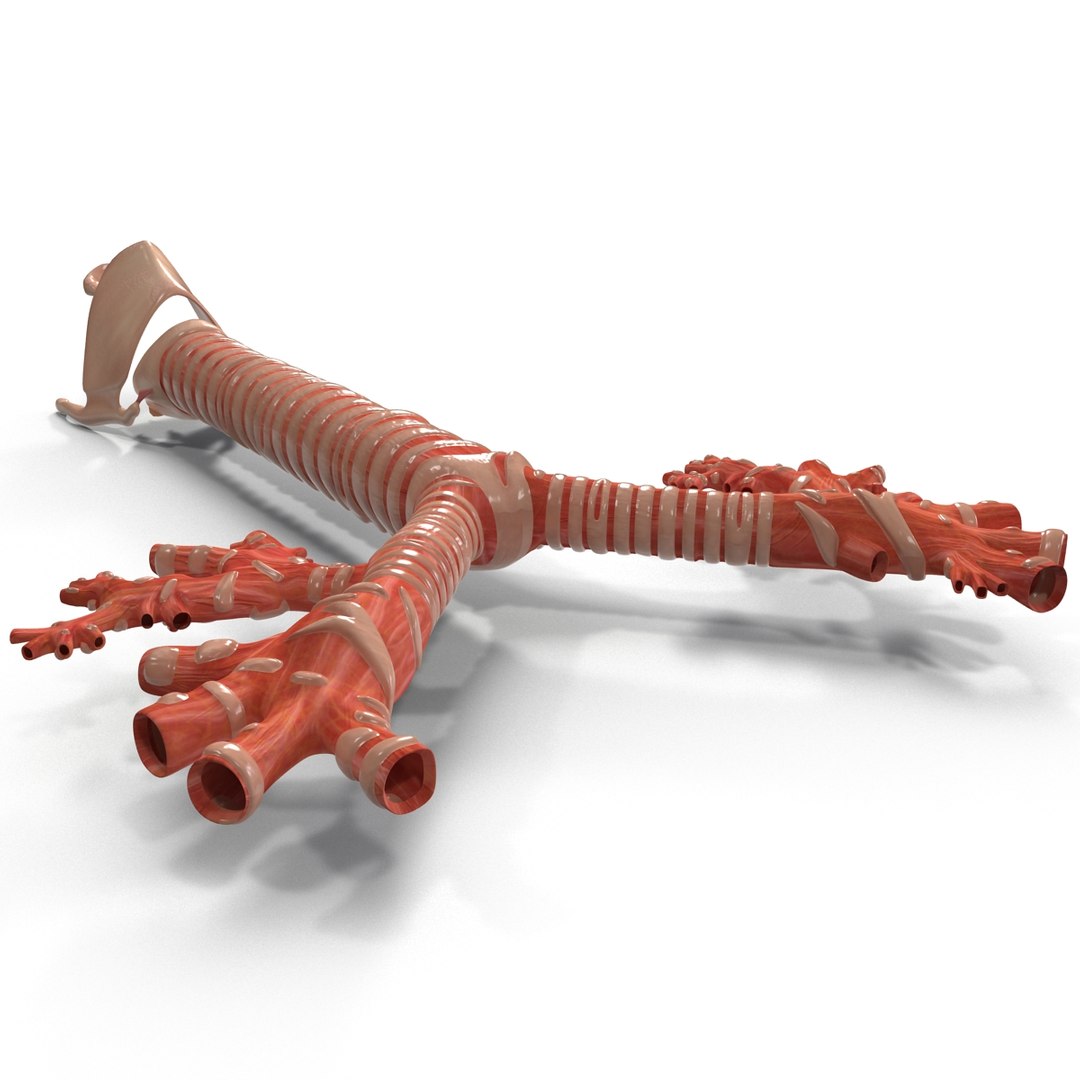 trachea bronchi 3ds