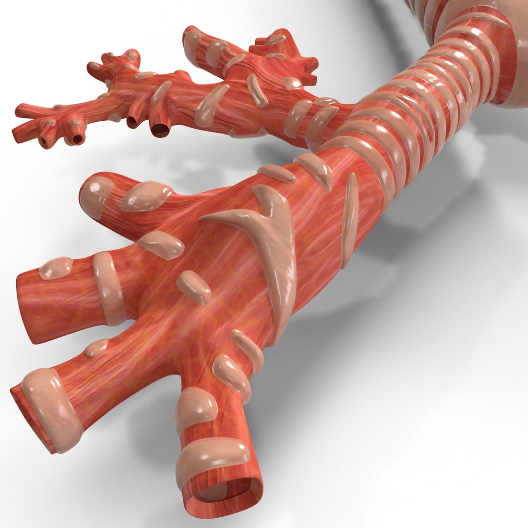 trachea bronchi 3ds