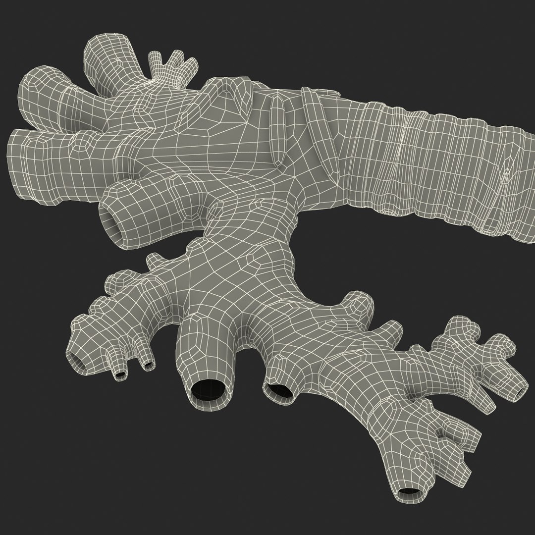 Trachea Bronchi 3ds