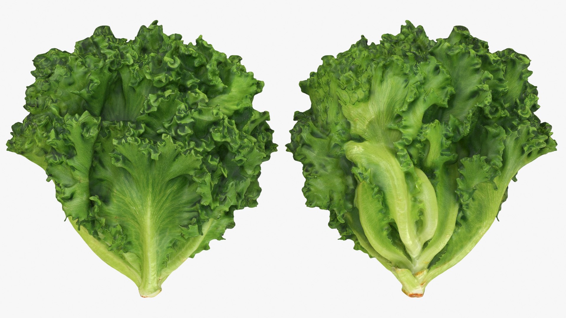 3D Frillice Iceberg Collection Model - TurboSquid 2228929