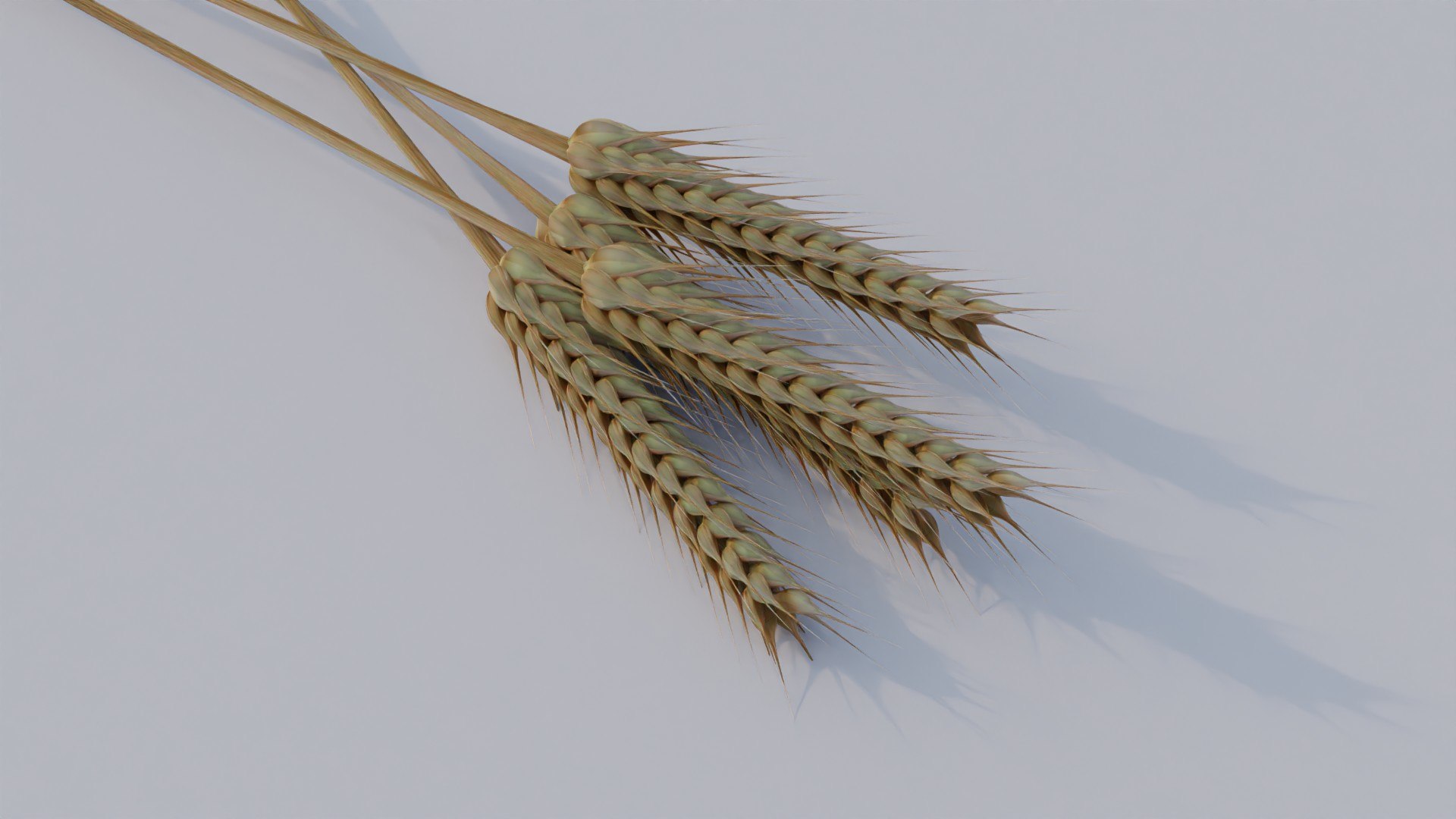 3D Ears Of Wheat Blender Geometry Node Model - TurboSquid 1960891