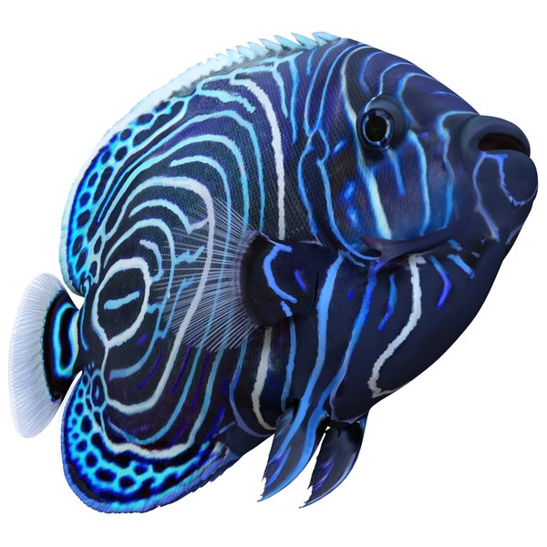 juvenile emperor angelfish rigged 3d model