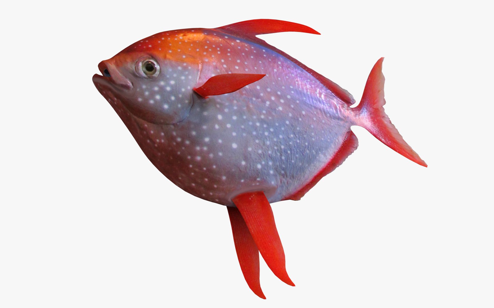 3D model lampris opah - TurboSquid 1923919