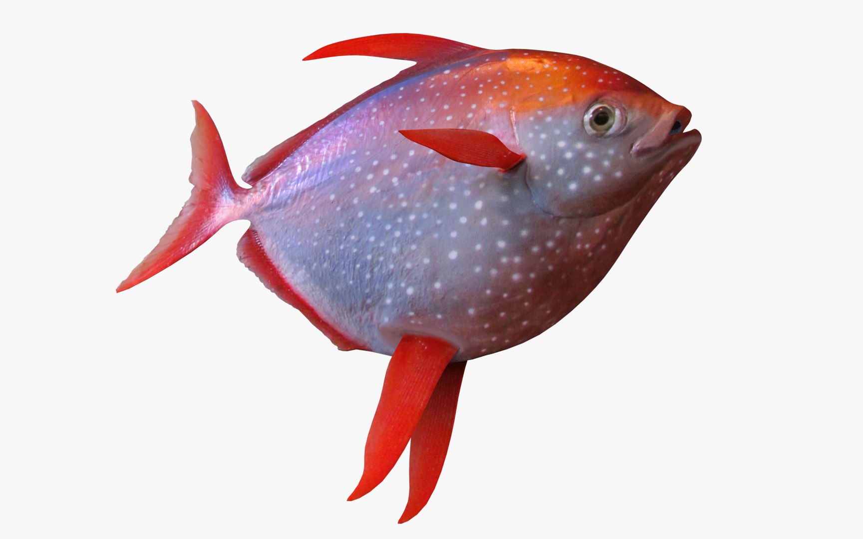 3D model lampris opah - TurboSquid 1923919