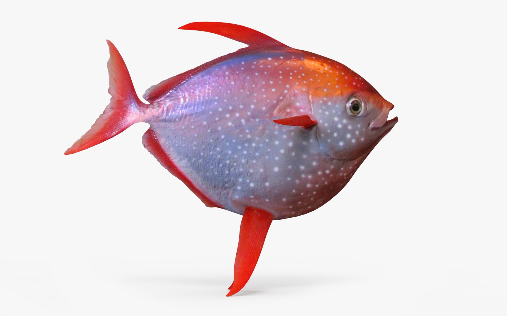 3D model lampris opah - TurboSquid 1923919