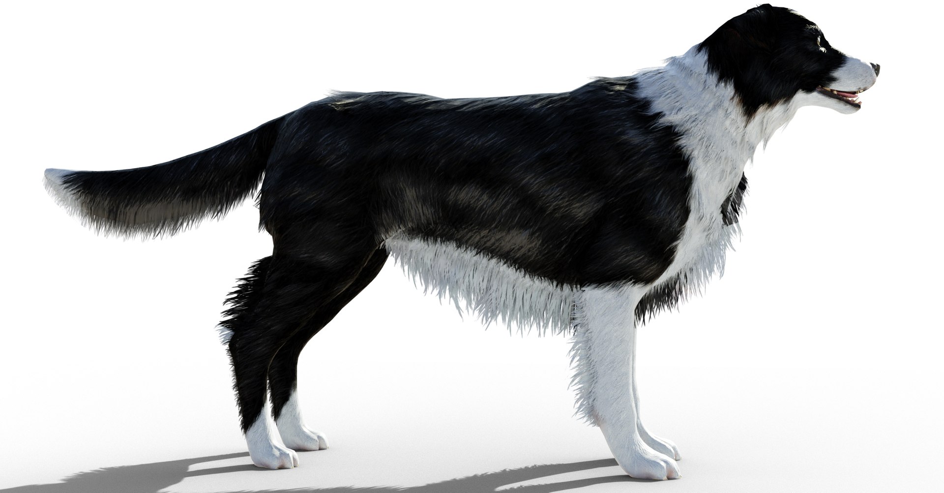 Border Collie Dog Fur And Rigged Model - TurboSquid 2059044