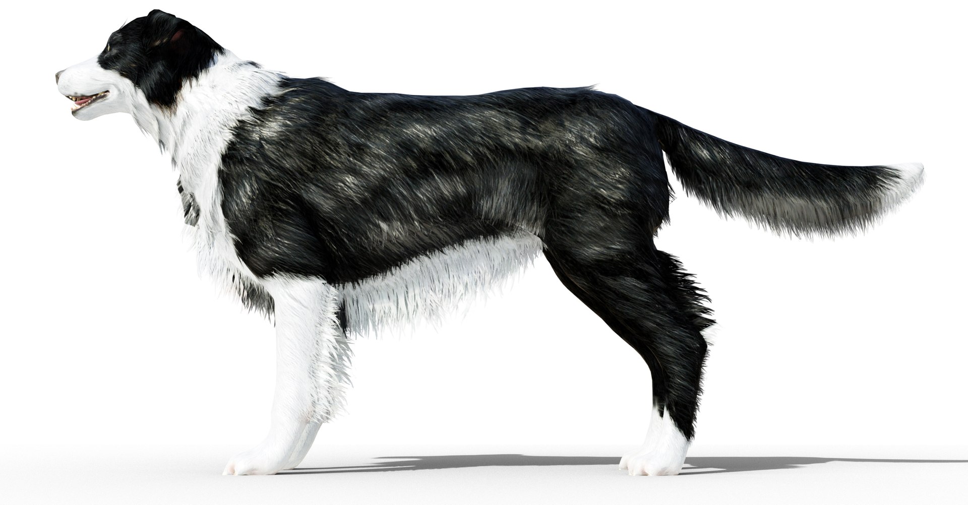 Border Collie Dog Fur And Rigged Model - TurboSquid 2059044
