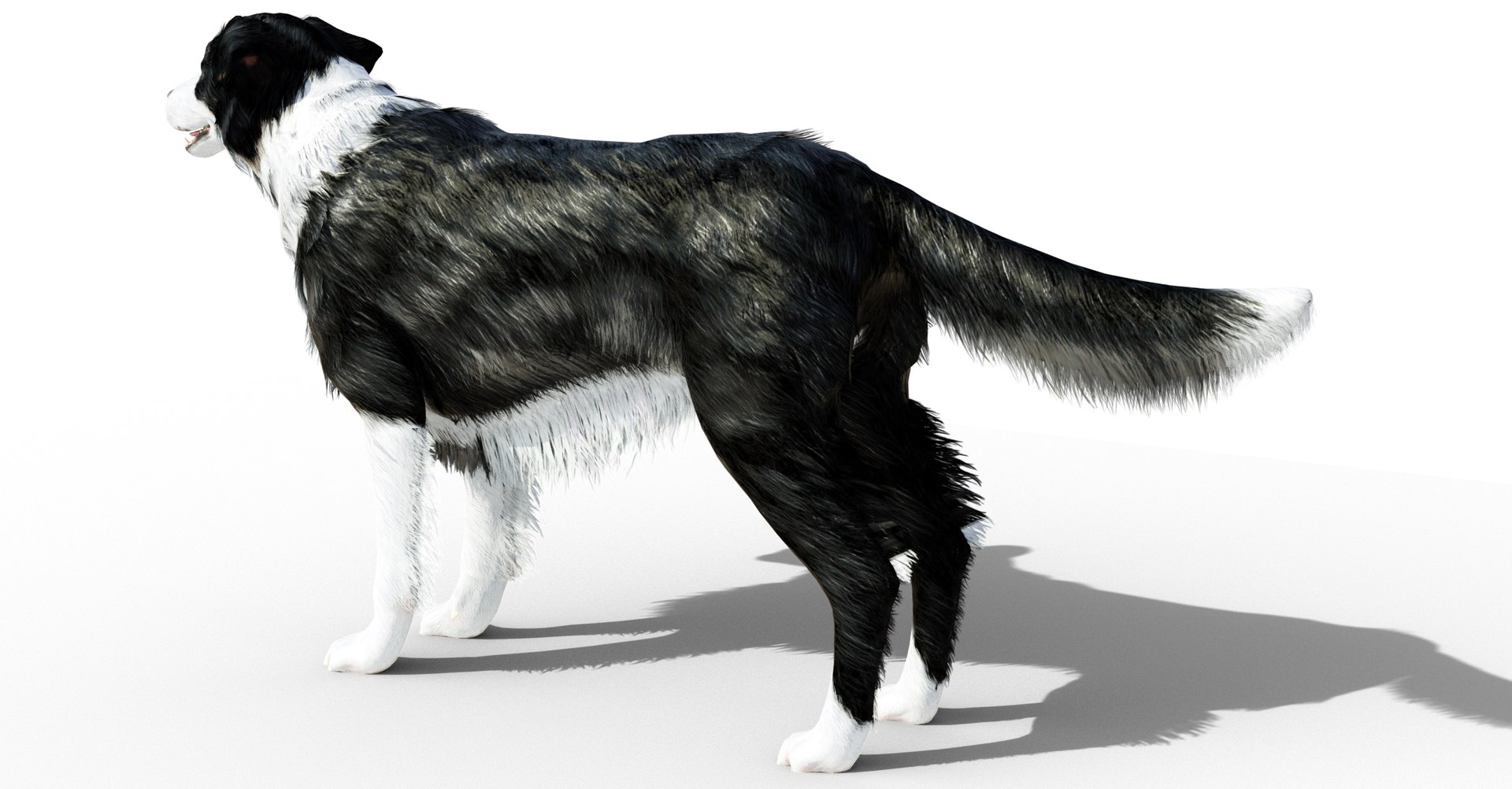 Border Collie Dog Fur And Rigged Model - TurboSquid 2059044