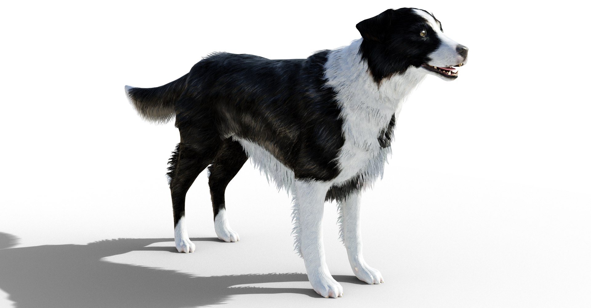 Border Collie Dog Fur And Rigged Model - TurboSquid 2059044