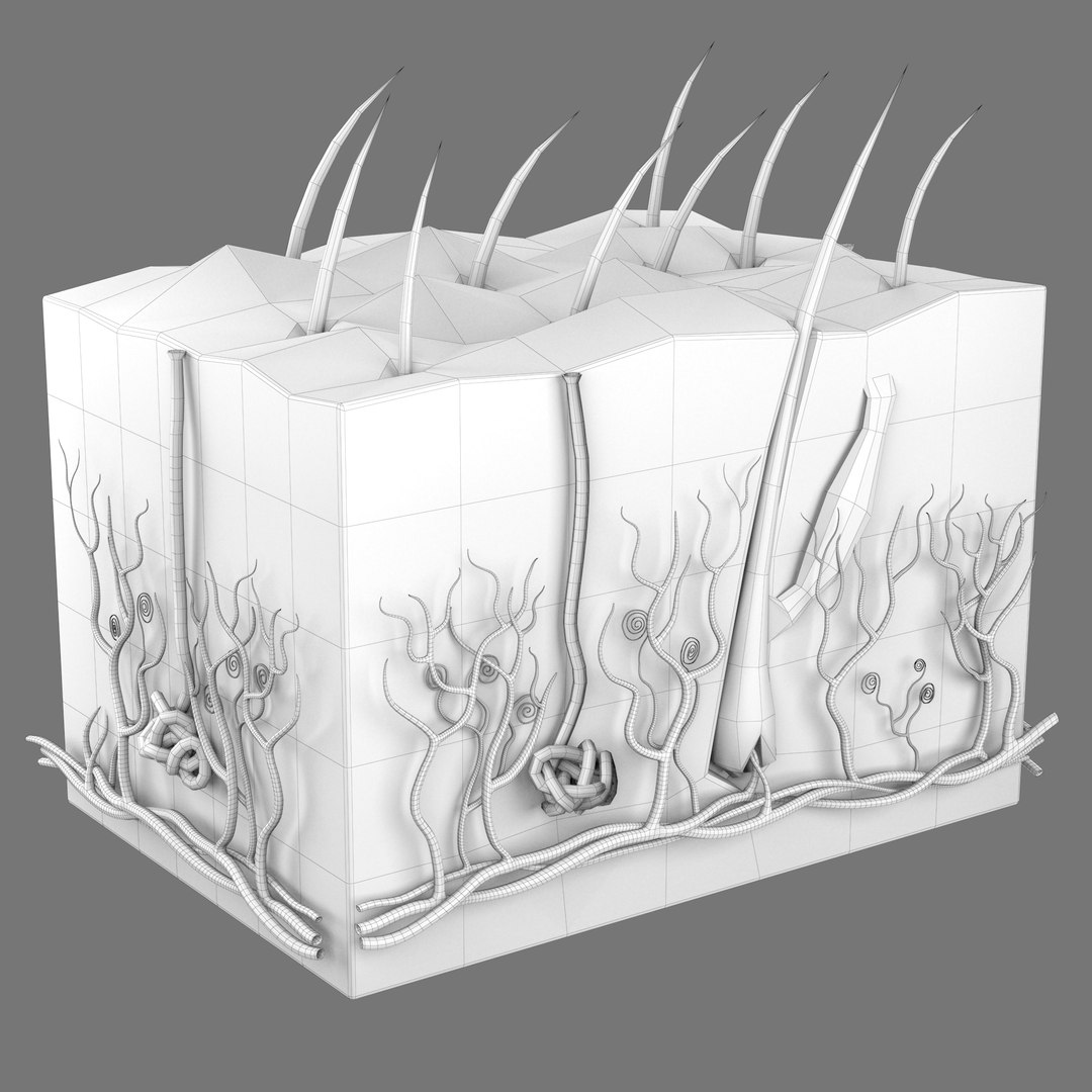 3D Modeled Skin - TurboSquid 1475372