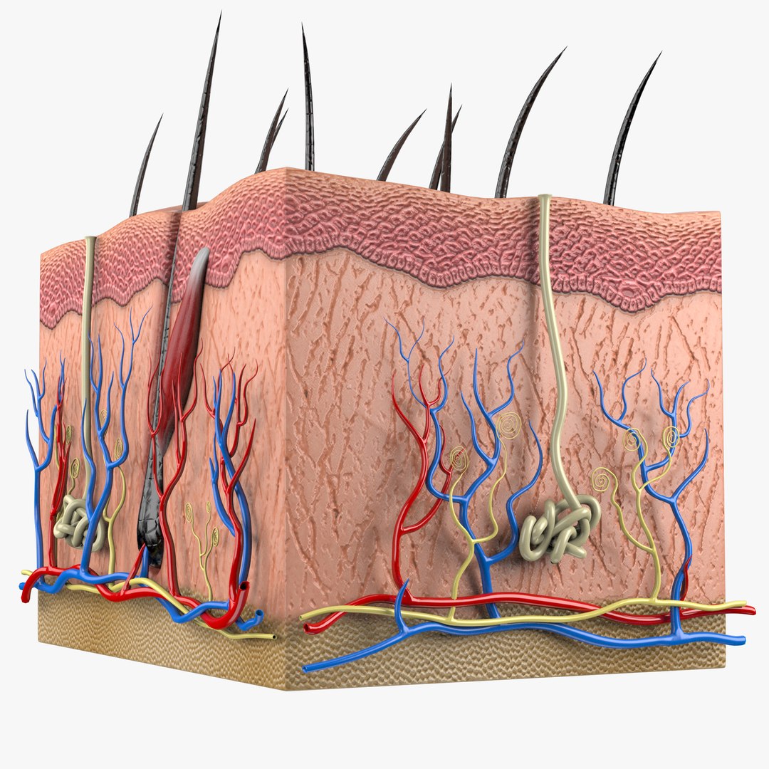 3D Modeled Skin - TurboSquid 1475372