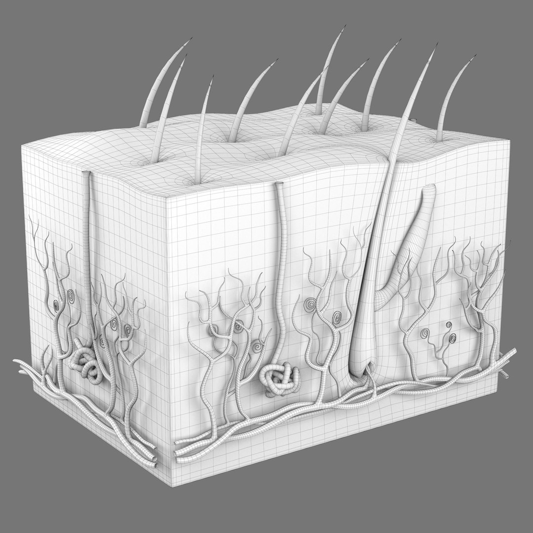 3D Modeled Skin - TurboSquid 1475372