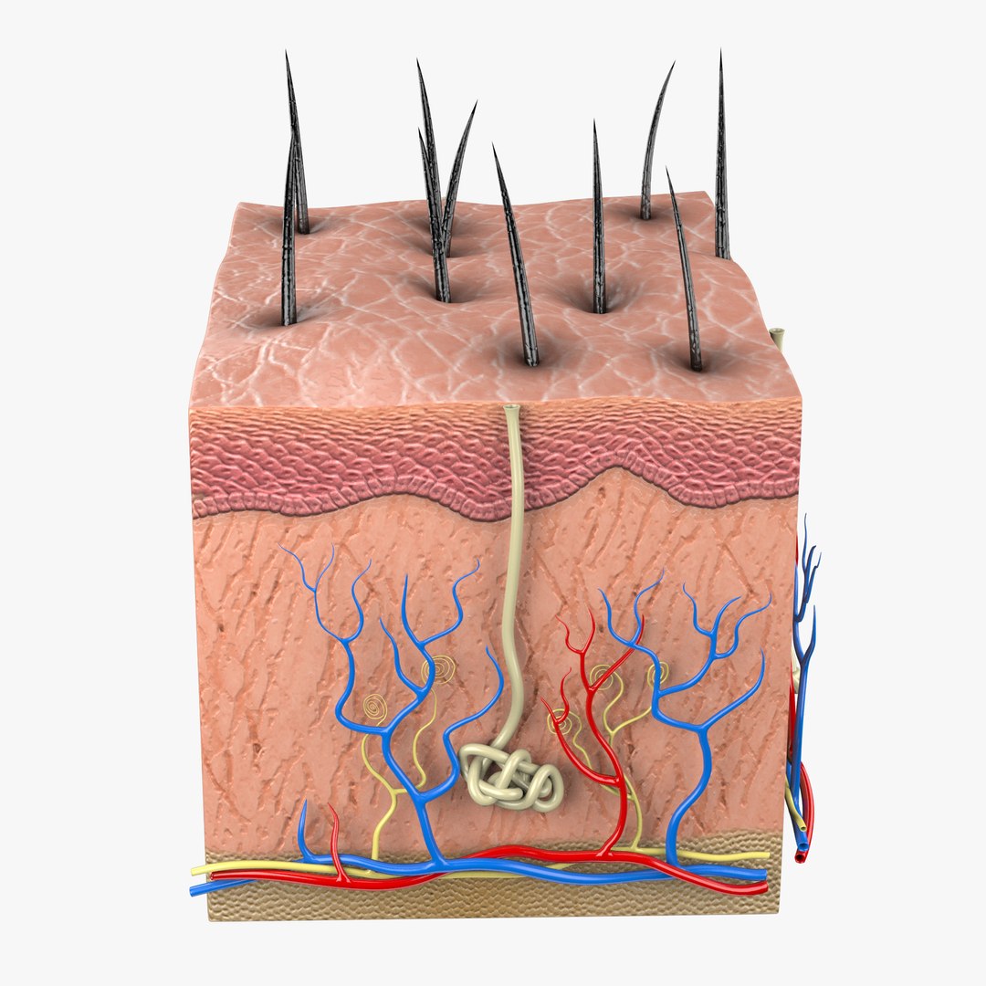 3D Modeled Skin - TurboSquid 1475372