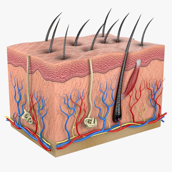 Integumentary System 3D Models for Download | TurboSquid