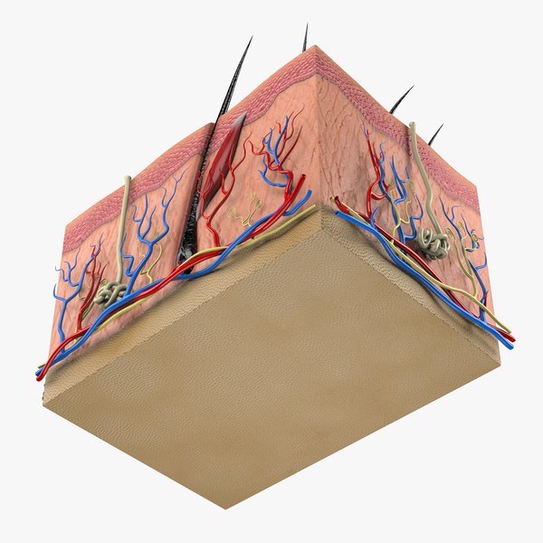 modelo 3d Piel - TurboSquid 1475372