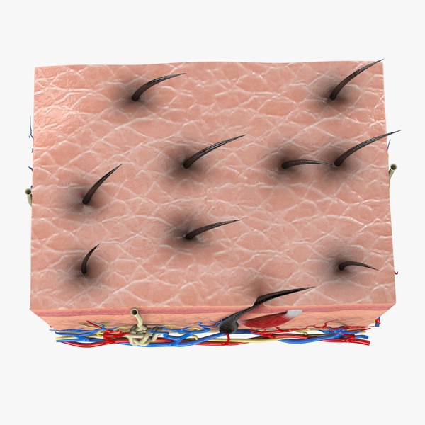 3D modeled skin - TurboSquid 1475372