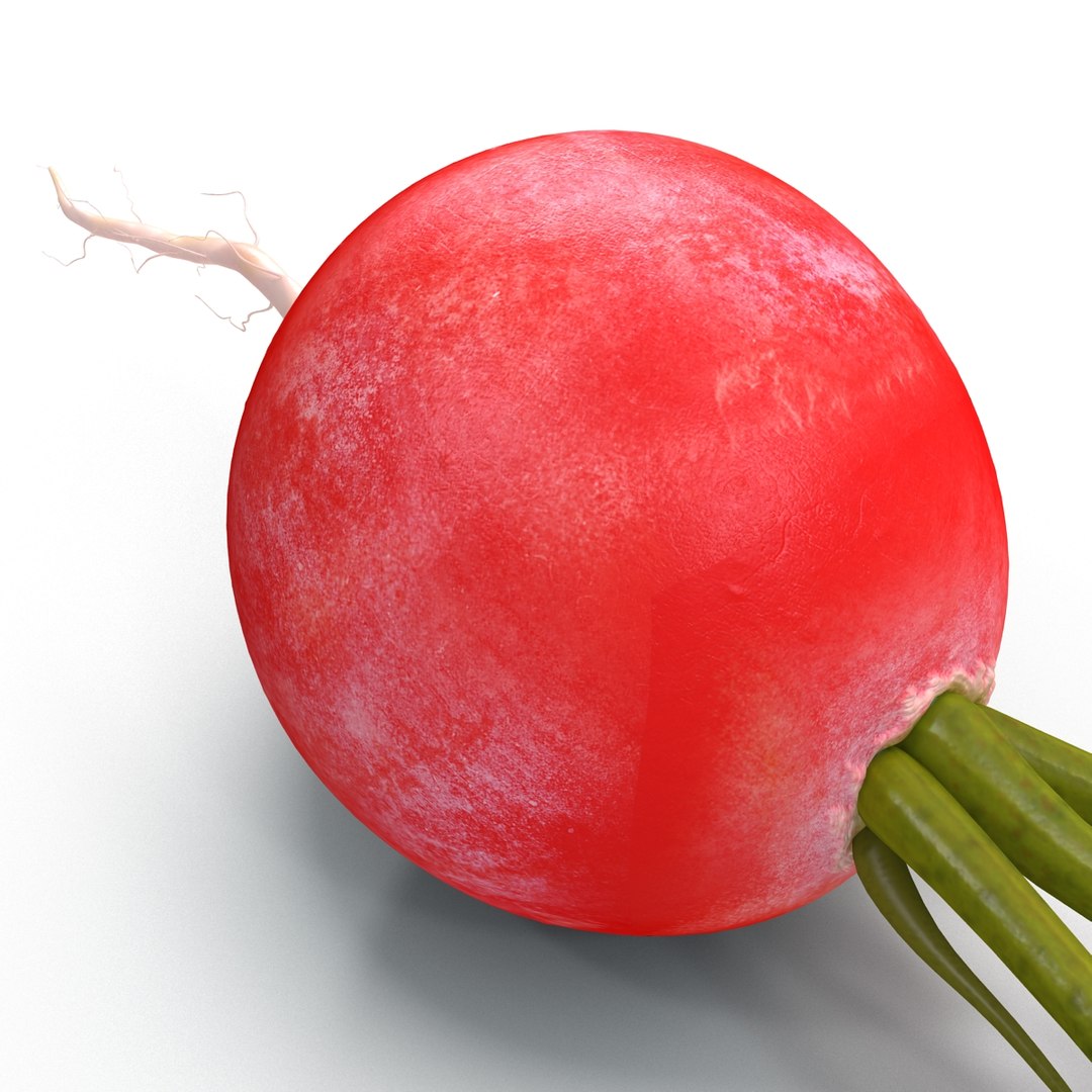 Radish 2 3d Model