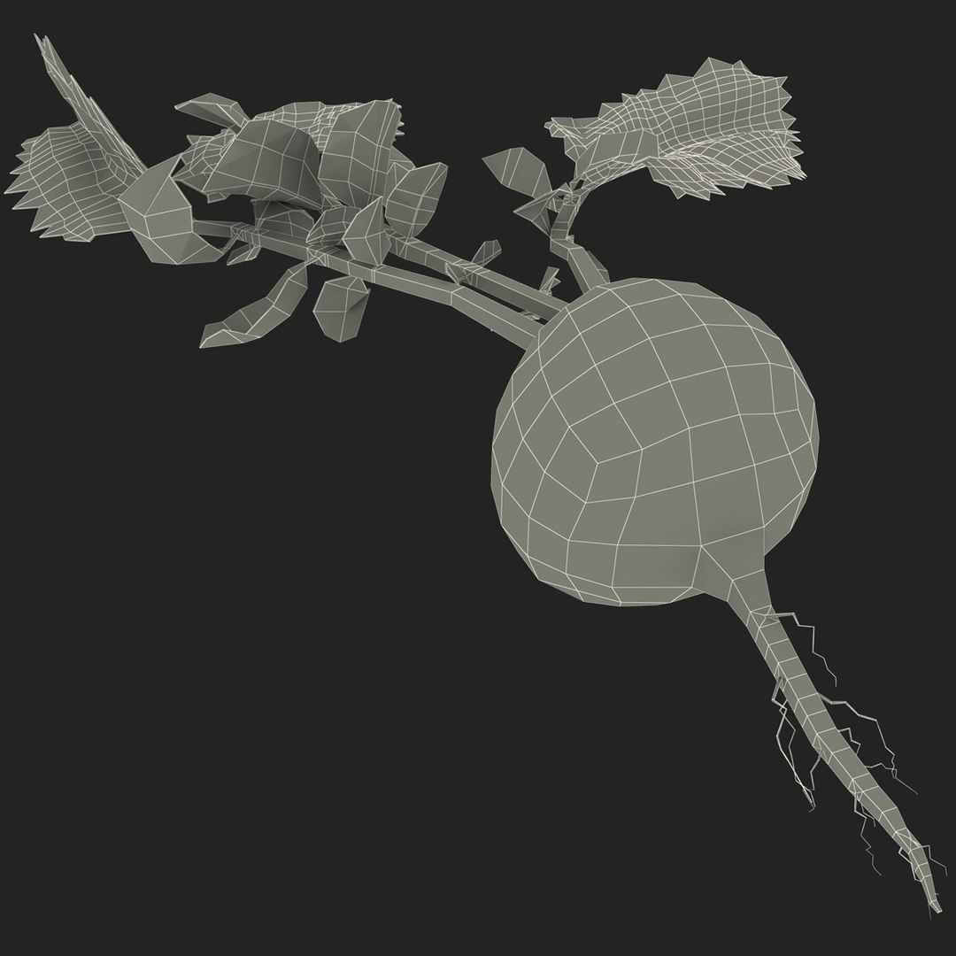 Radish 2 3d Model
