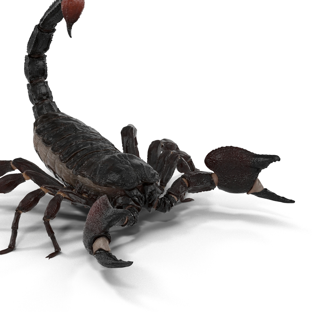 3d black scorpion pose 2