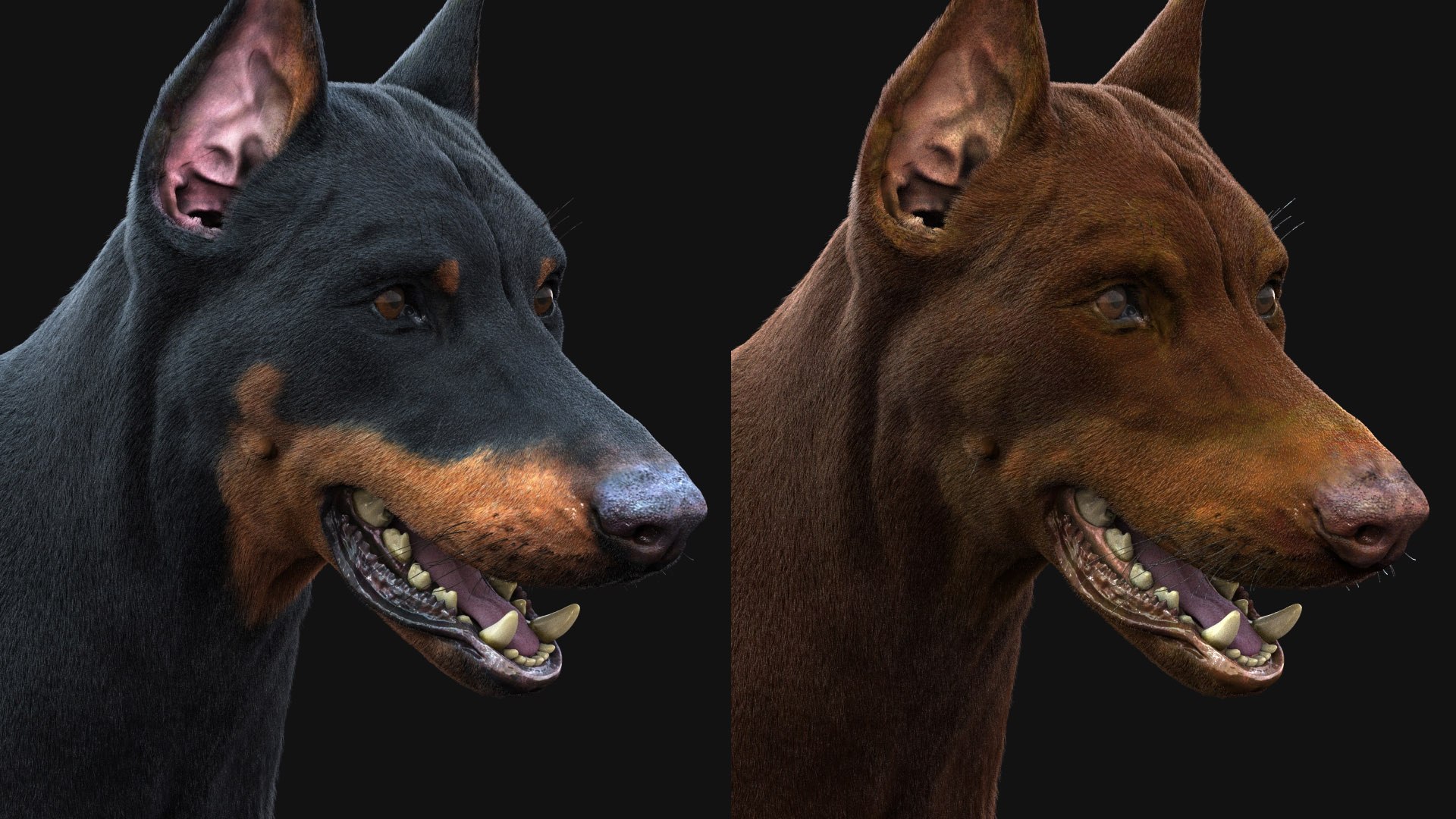 Dobermann Fur 3D Model - TurboSquid 1479382