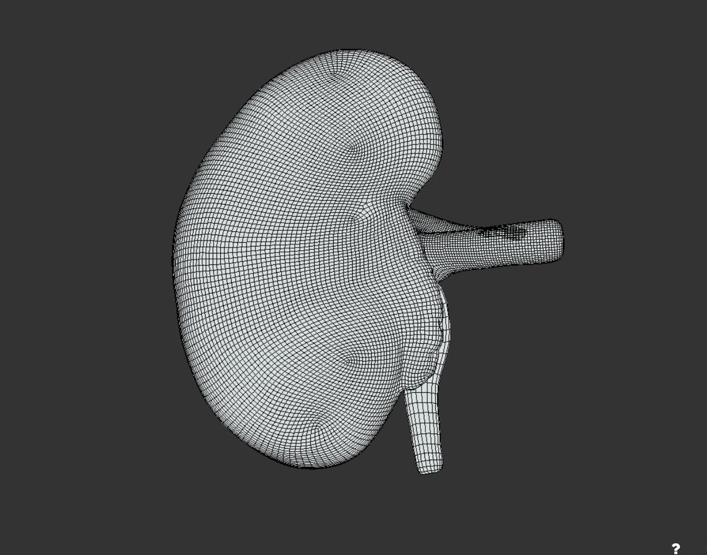 3D cross-section kidney model - TurboSquid 1410717