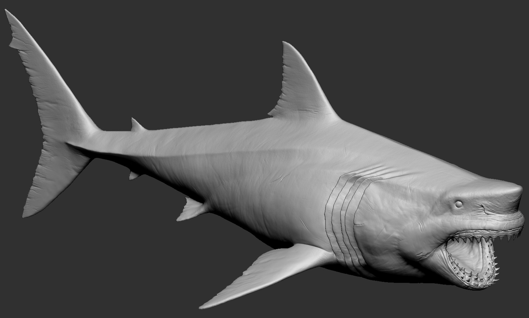 3D White Shark Model - TurboSquid 1698481