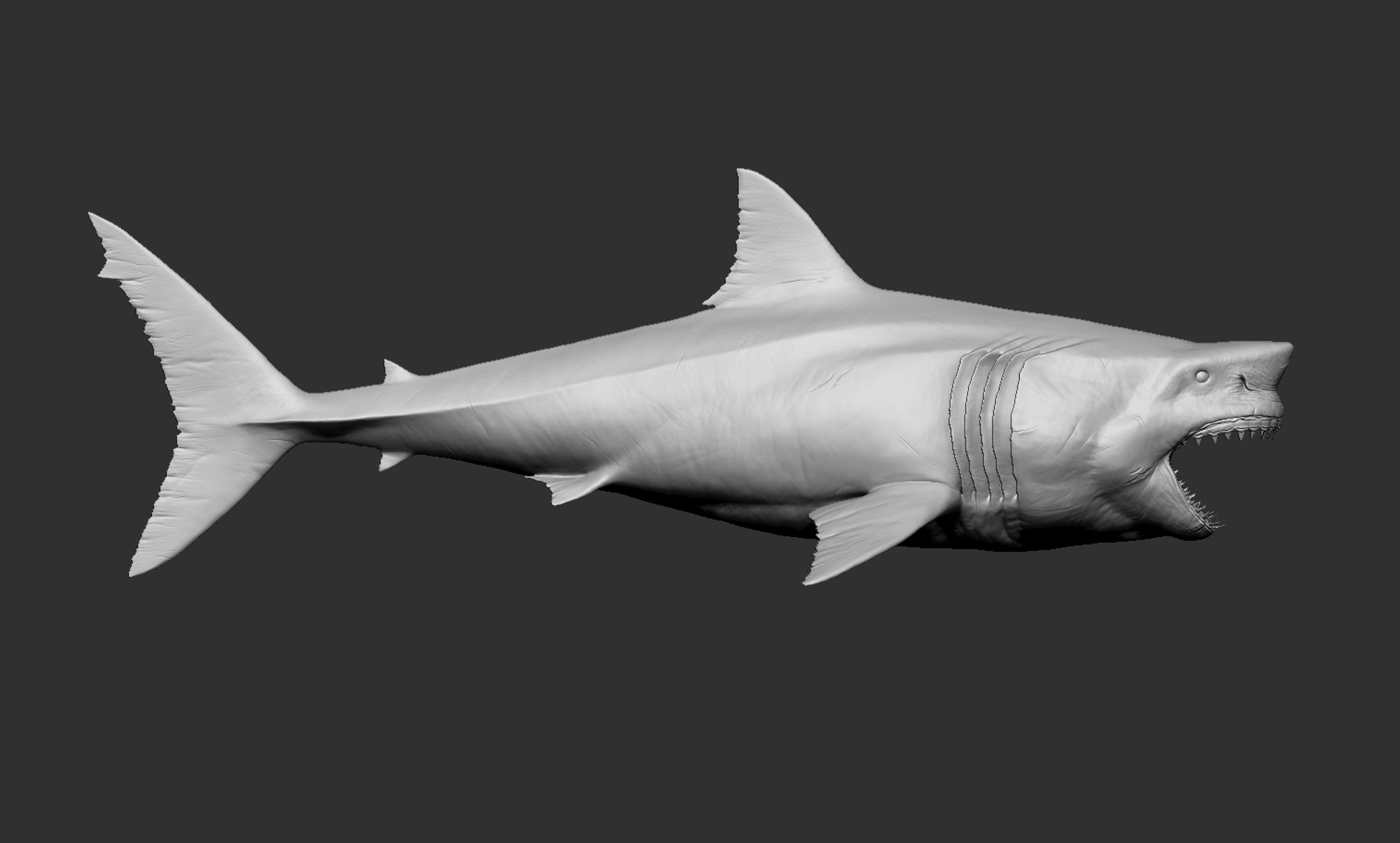 3D White Shark Model - TurboSquid 1698481