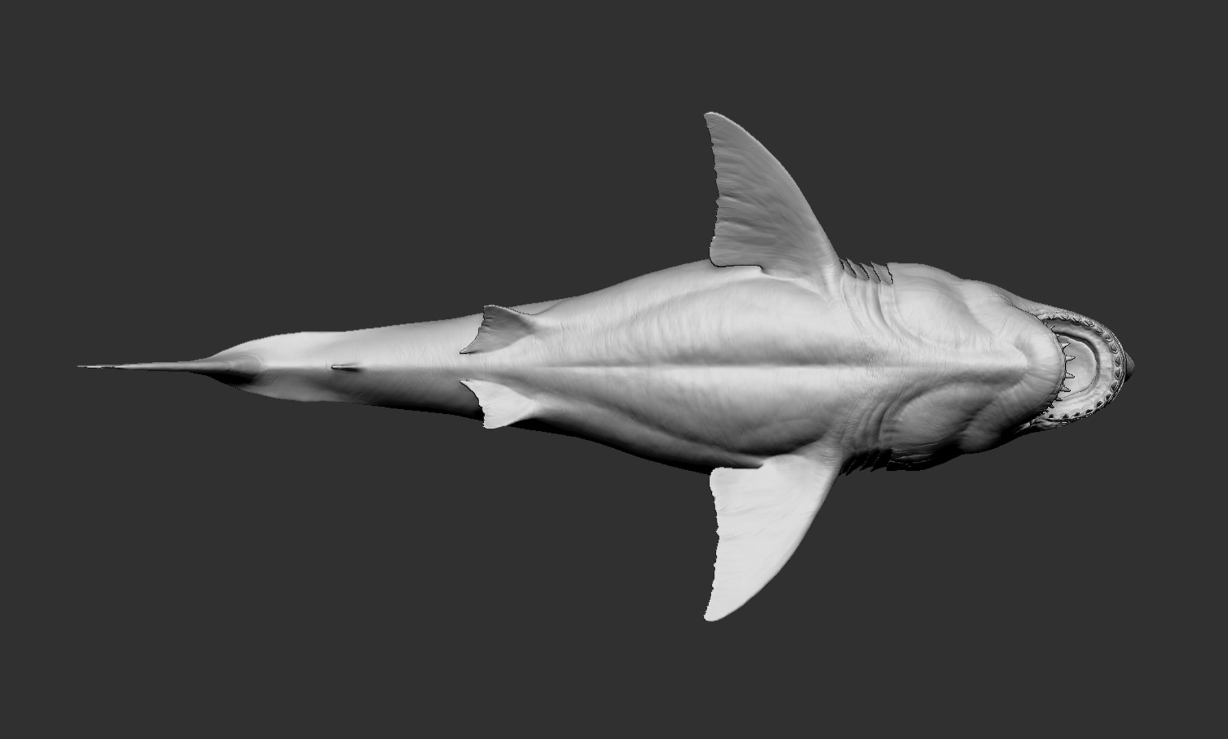 3D White Shark Model - TurboSquid 1698481