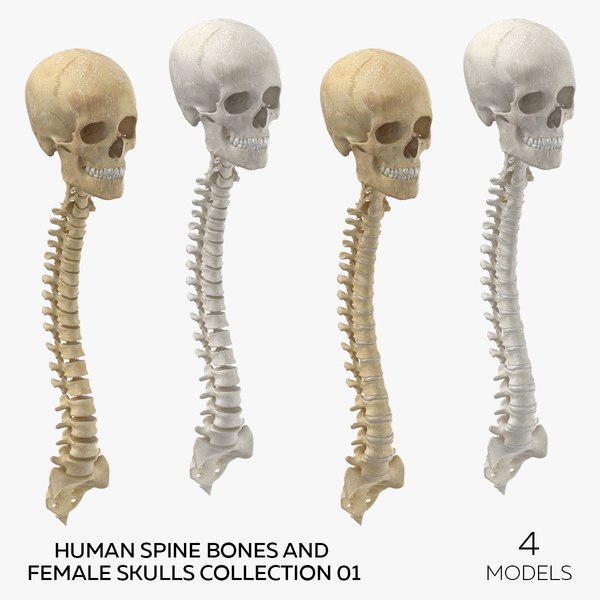 Spine 3D Models for Download | TurboSquid