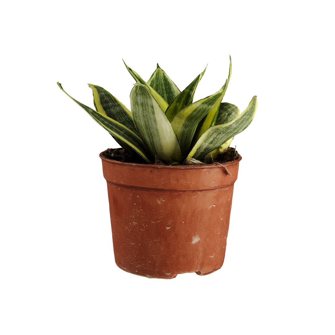 3D Snake Plant Twisted Sister Model - TurboSquid 2072130