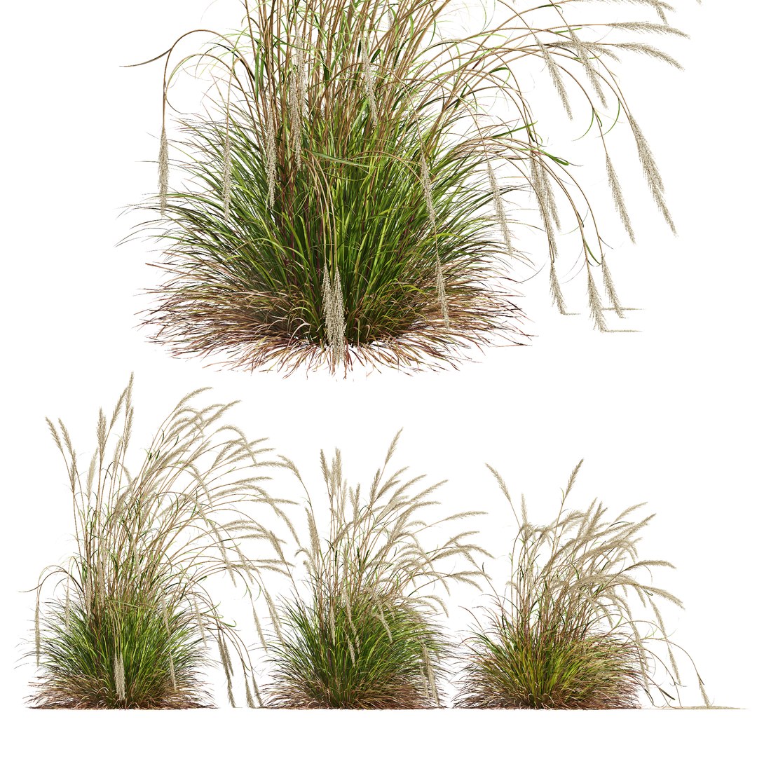 3D HQ Plants Calamagrostis Acutiflora Karl Foerster Version2 ...