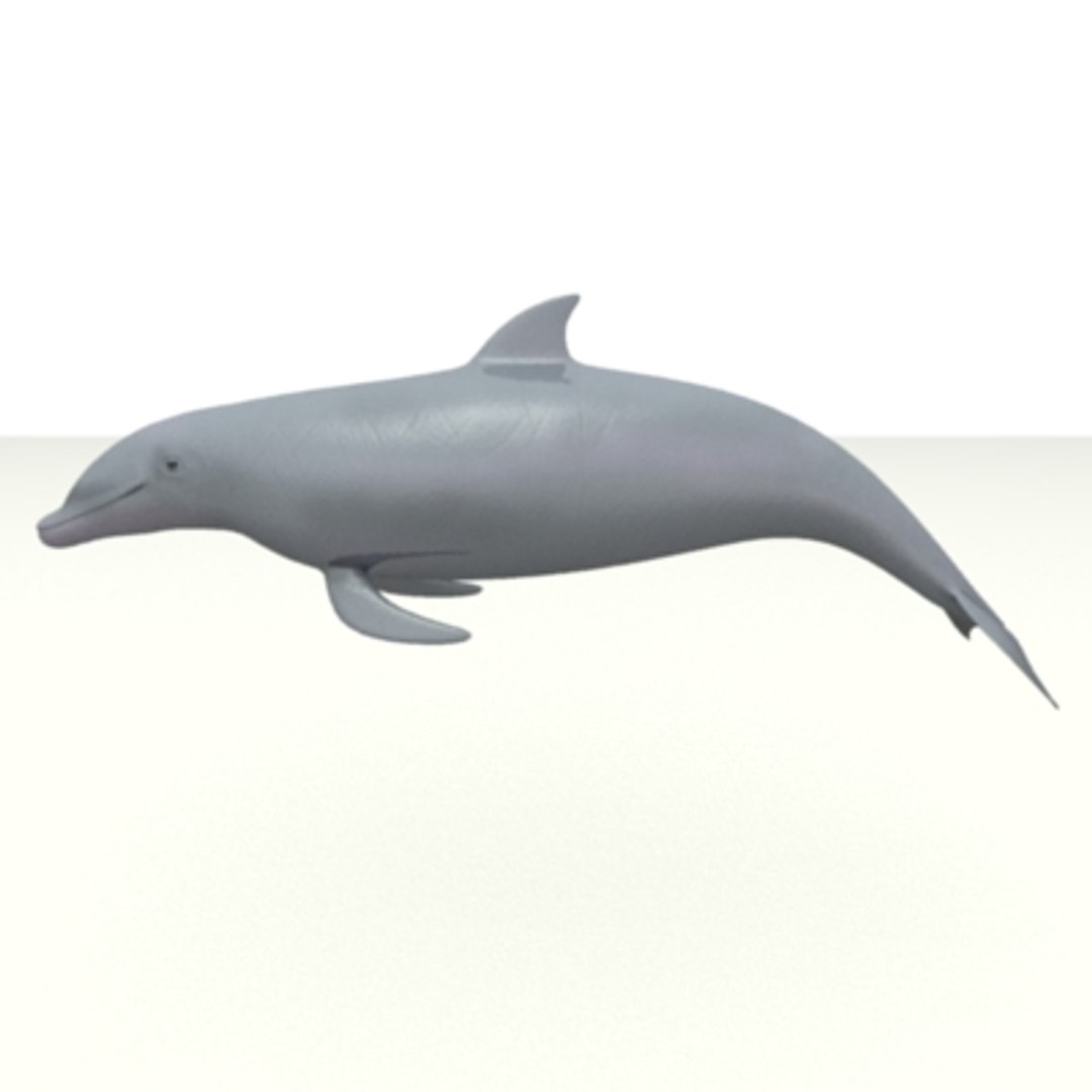 3d Dolphin Model