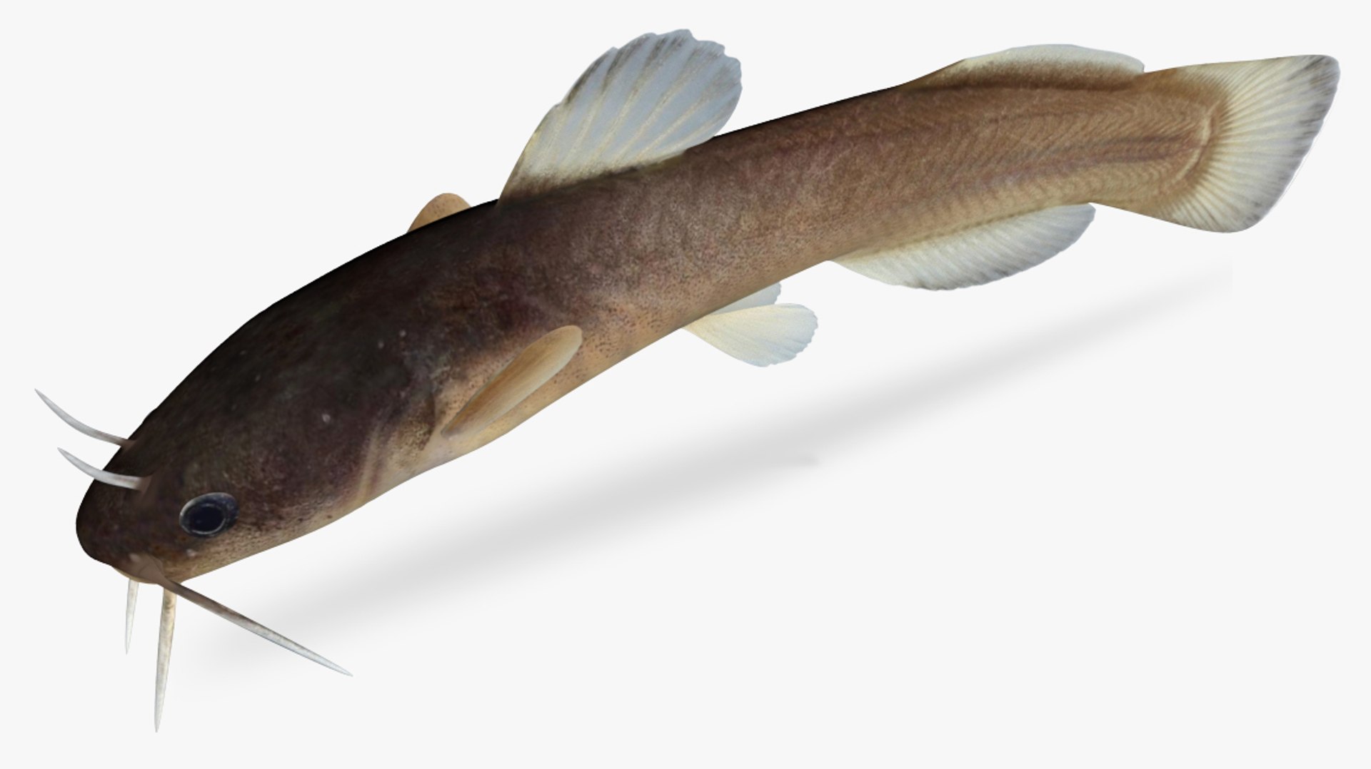 3D Noturus Exilis Slender Madtom Model - TurboSquid 1165285