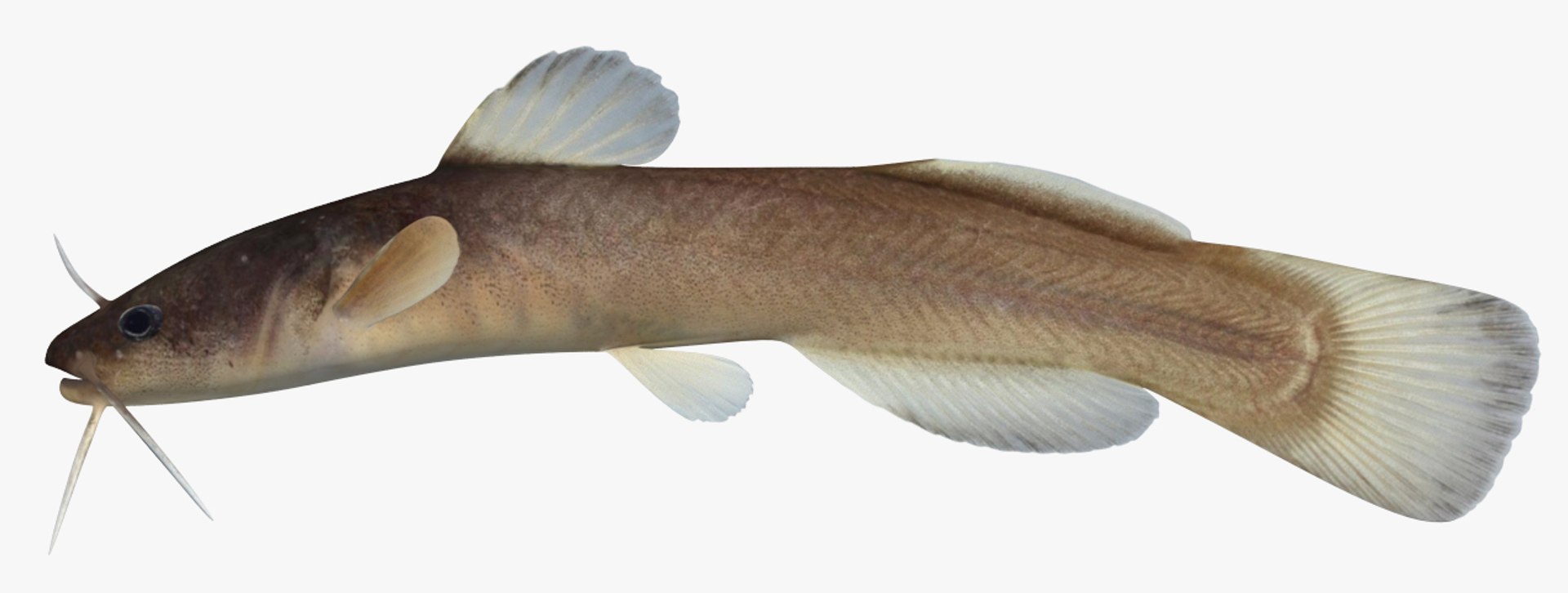 3D Noturus Exilis Slender Madtom Model - TurboSquid 1165285