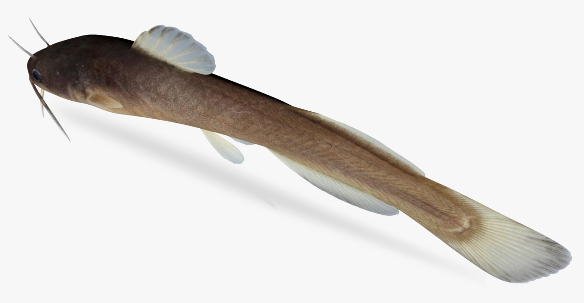 3D Noturus Exilis Slender Madtom Model - TurboSquid 1165285