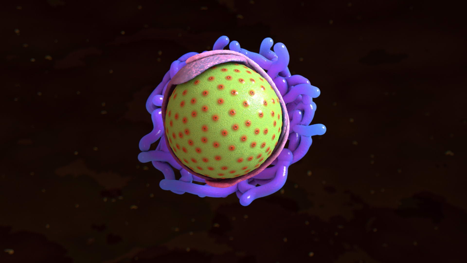 Cells Nucleus Endoplasmic Reticulum 3d Model