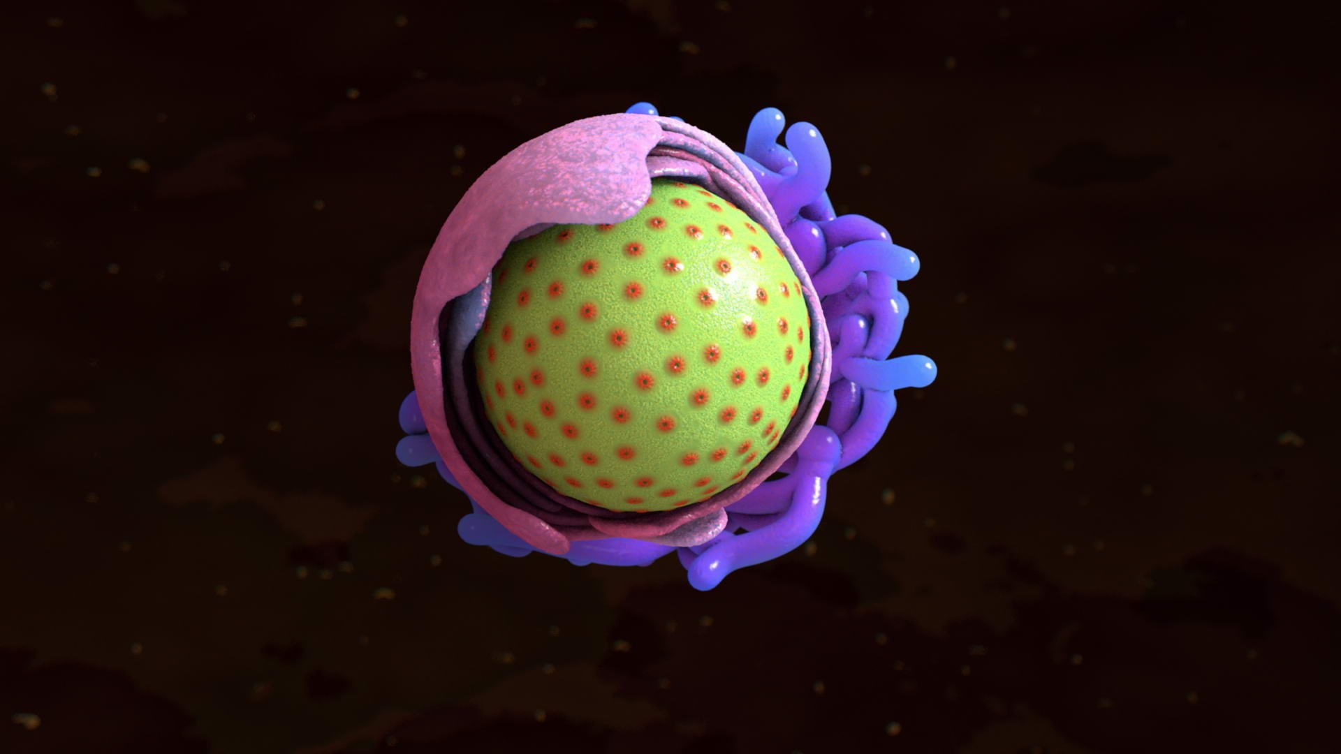 Cells Nucleus Endoplasmic Reticulum 3d Model