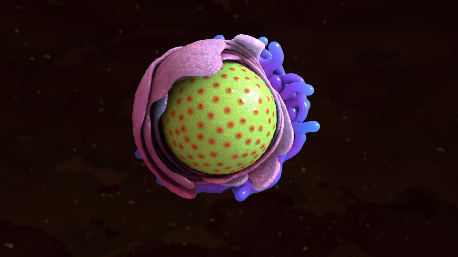 Cells Nucleus Endoplasmic Reticulum 3d Model