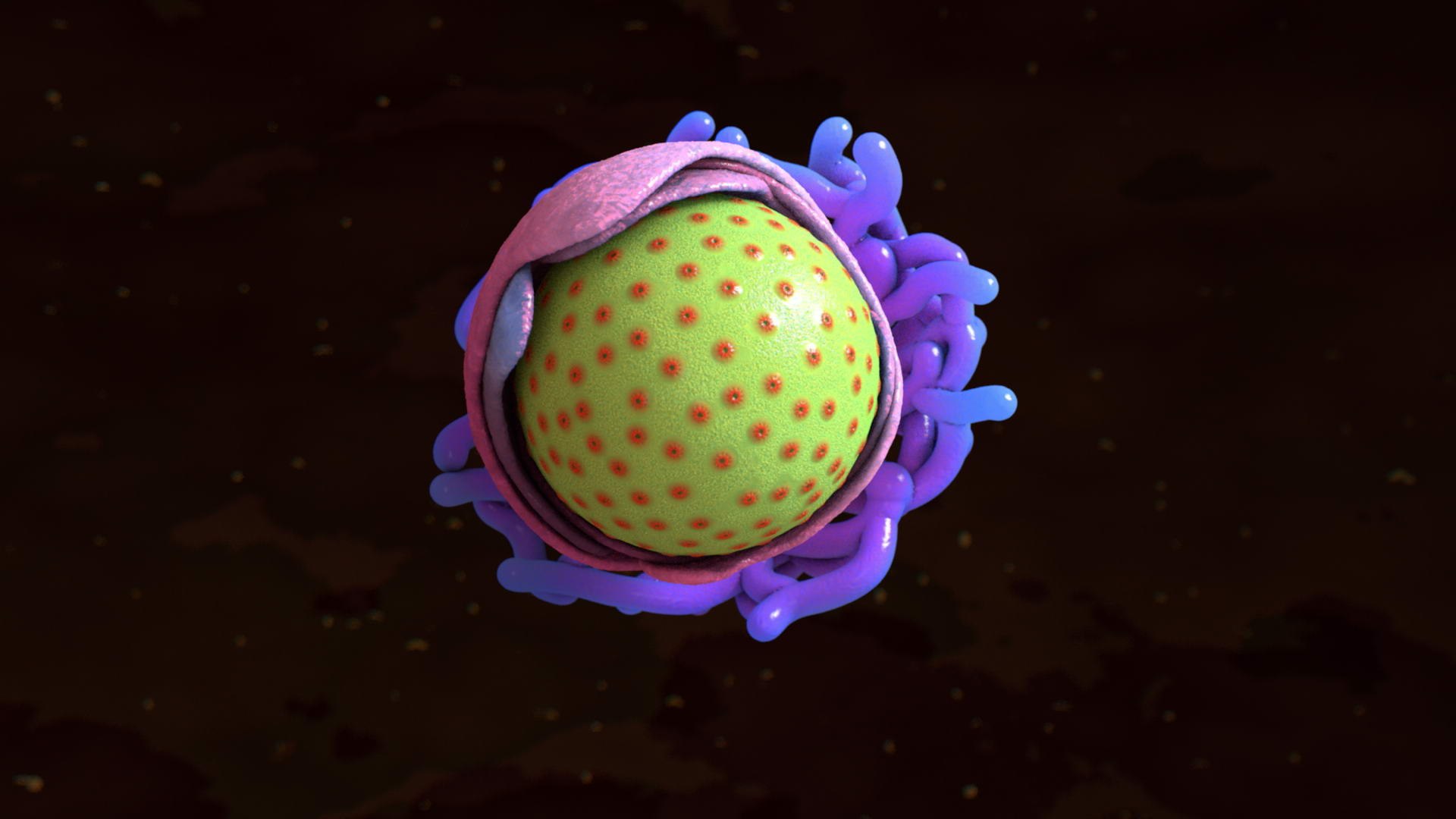 Cells Nucleus Endoplasmic Reticulum 3d Model