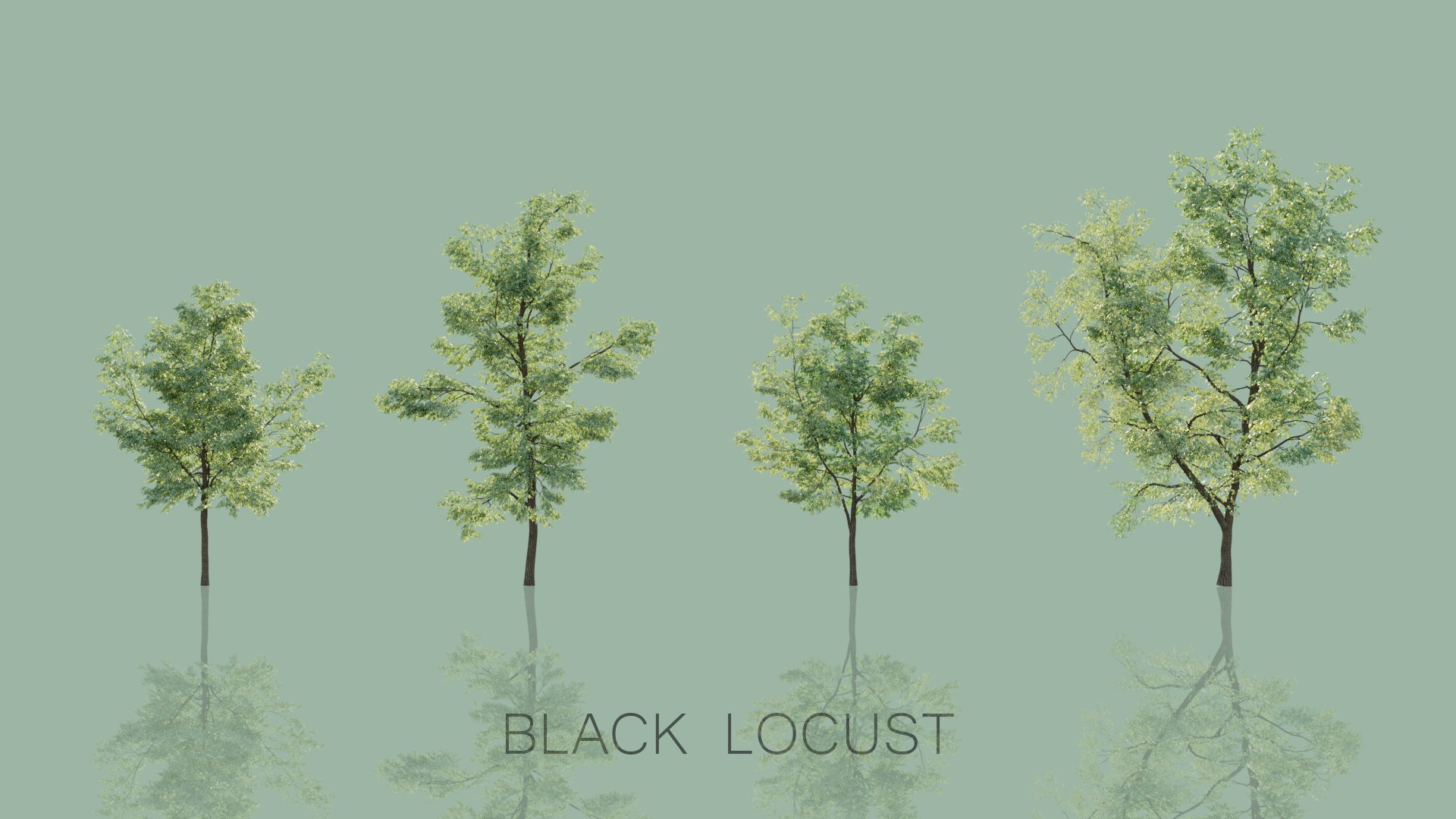 Black Locust Tree 3D Model - TurboSquid 1569971