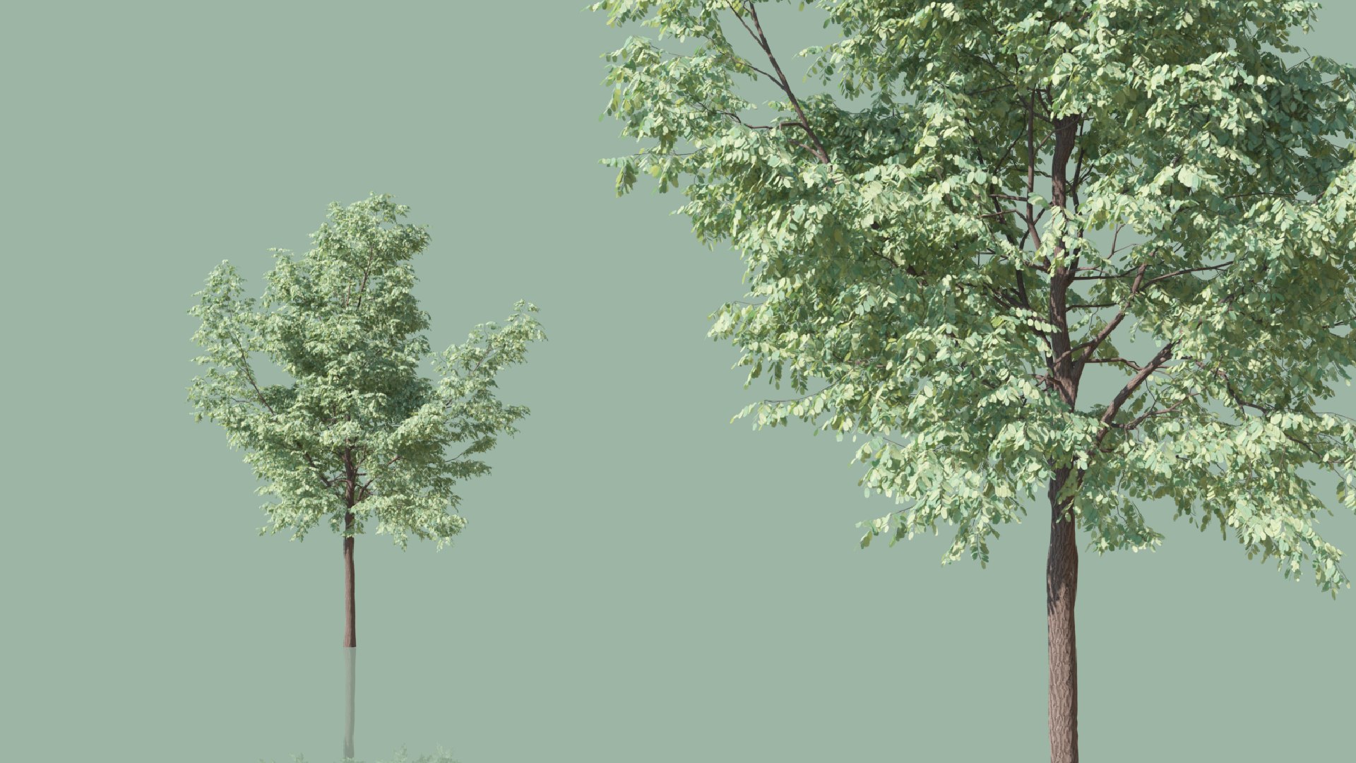 Black Locust Tree 3D Model - TurboSquid 1569971
