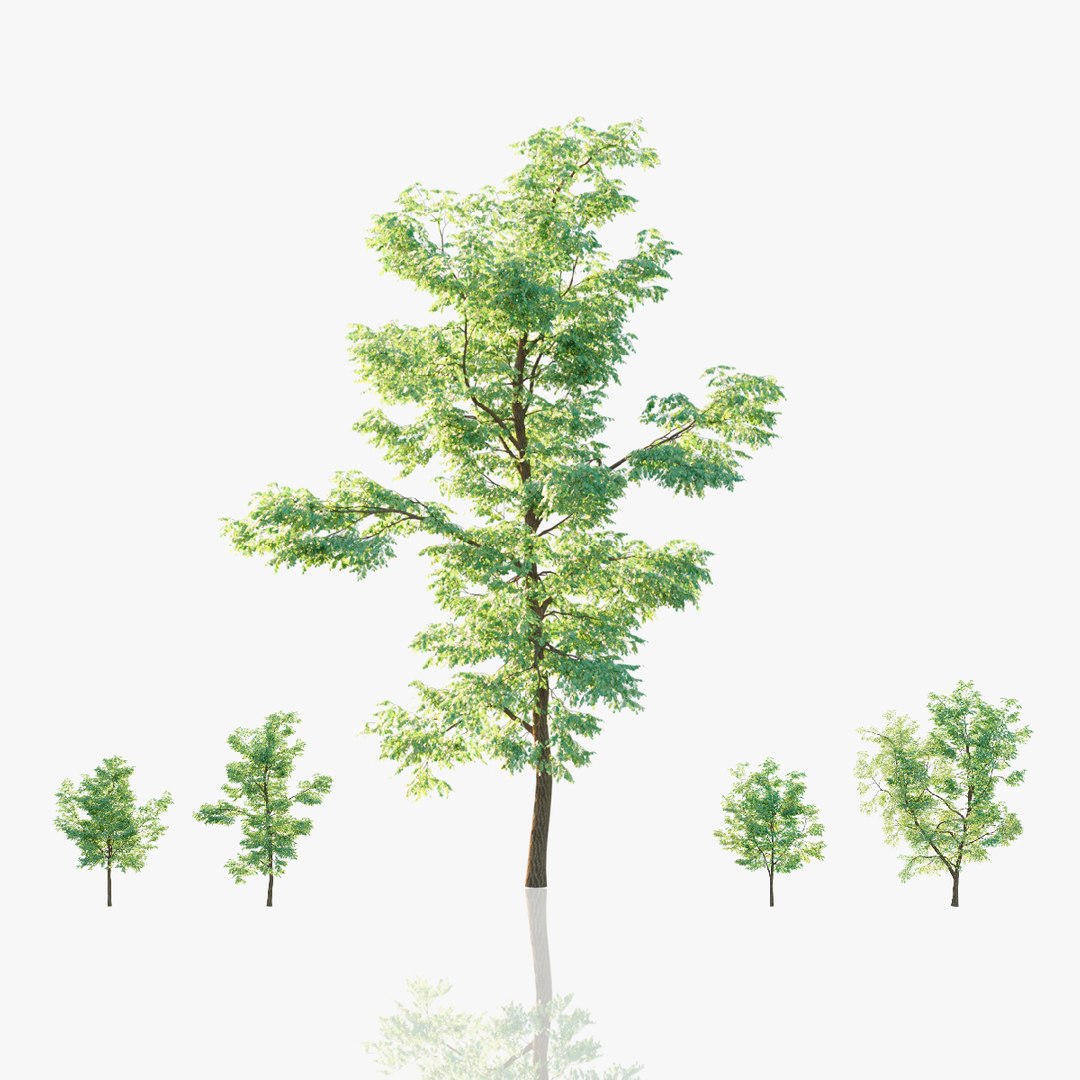 Black Locust Tree 3D Model - TurboSquid 1569971